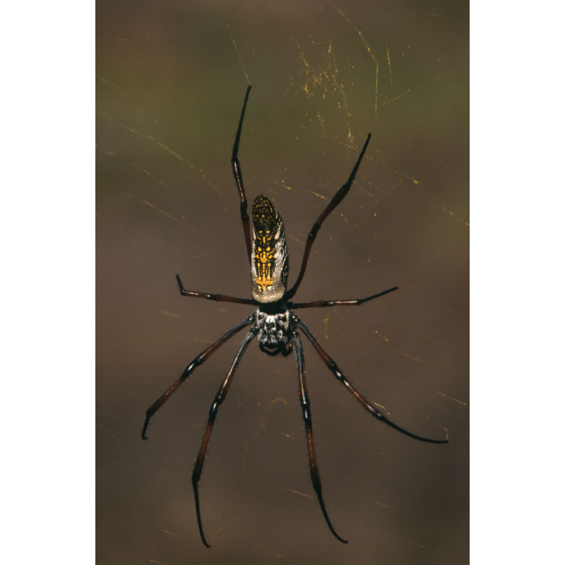 Au fil des araignées - Exposition, insectes, arachnides, sciences ...